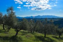 Italea Card | Gli oliveti storici - Visita guidata